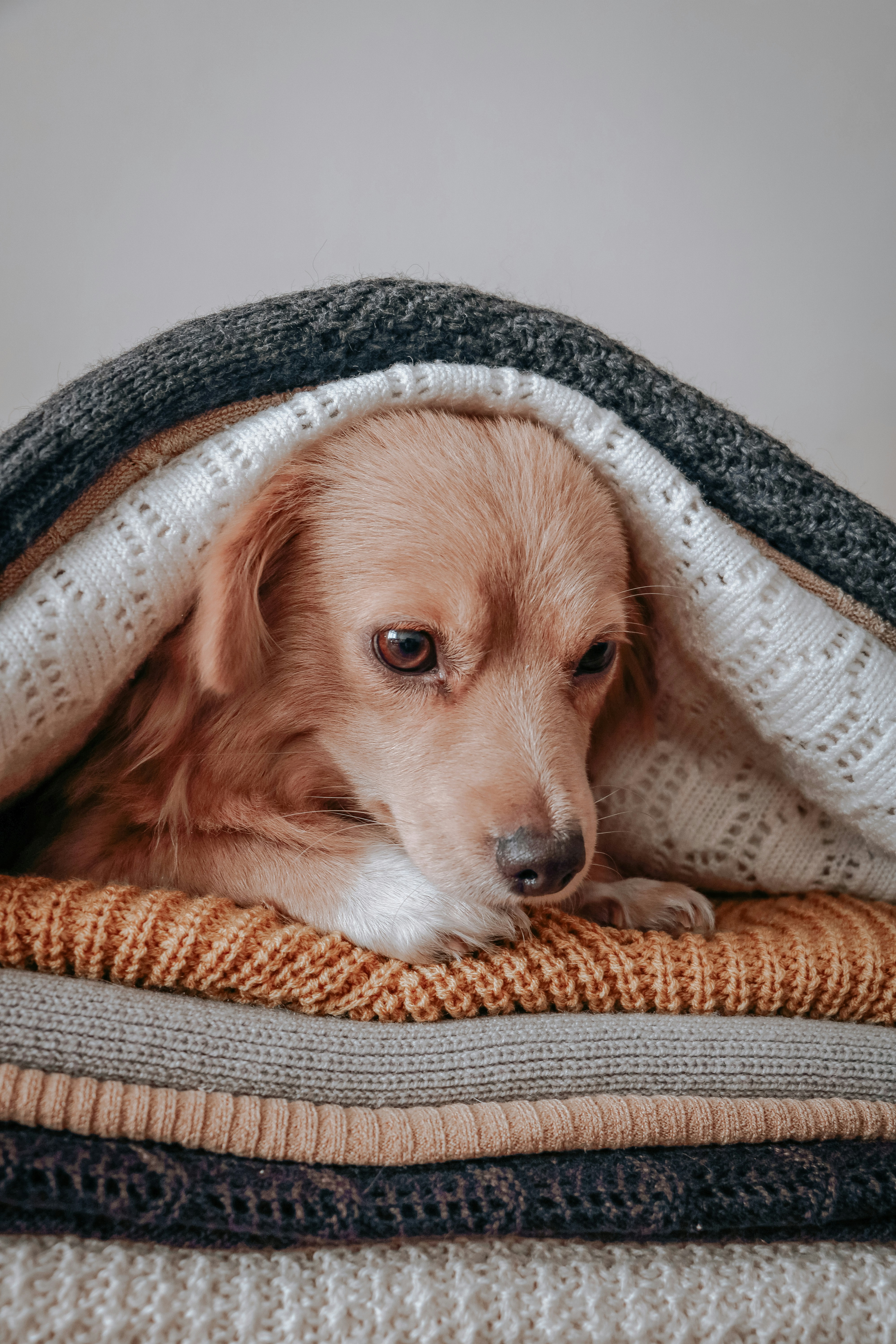 Sit n' Stay Dog Training | Buffalo NY, Dog Training, Dog Walking ...